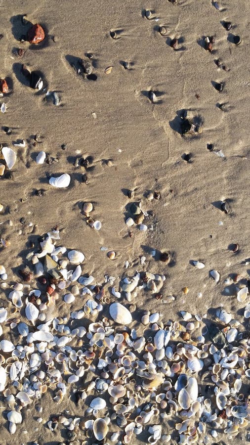 Nature. Shells on Sandy Beach Stock Photo - Image of sands, bank: 185871644