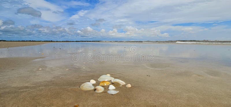 Shells on the Sandy Beach stock photo. Image of relaxation - 376044838