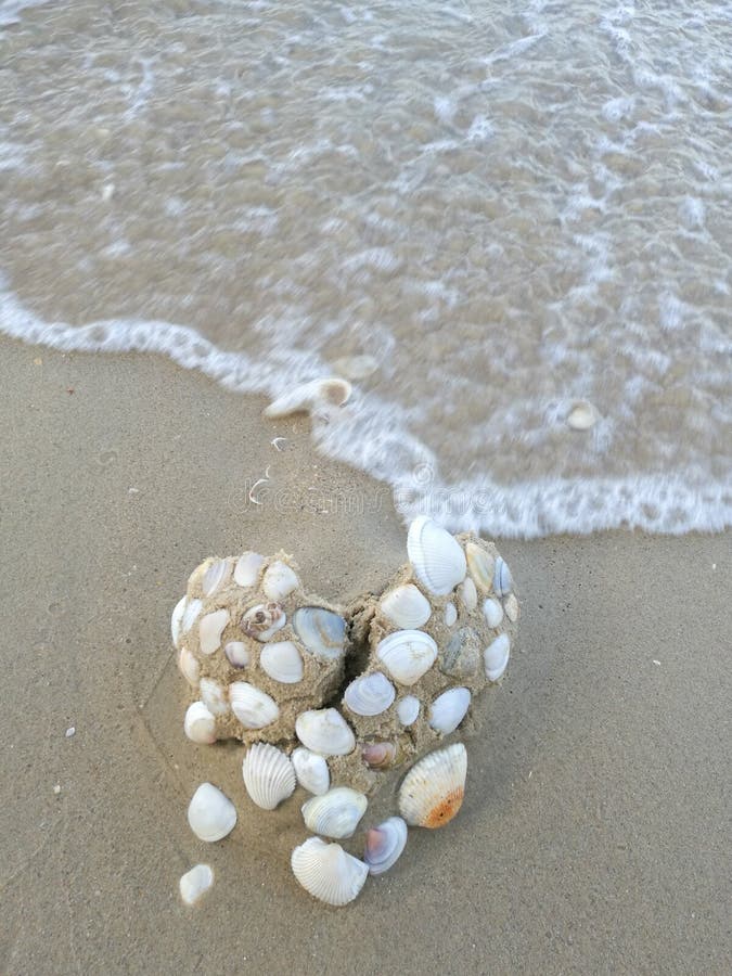Shells on sandy beach stock photo. Image of seashell - 98761742