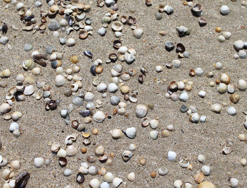 Sandy Seashells on the Beach Stock Image - Image of photographer ...