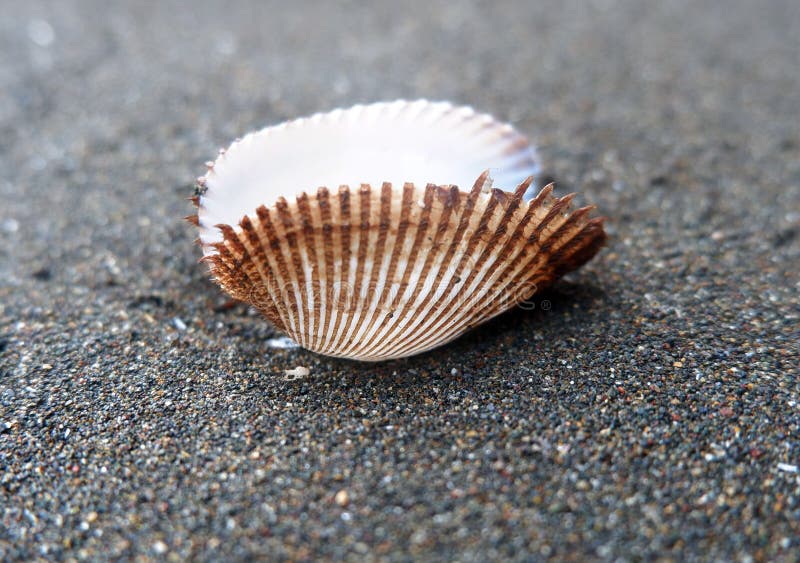 Shells Scattered on the Beach Stock Photo - Image of soil, insect ...