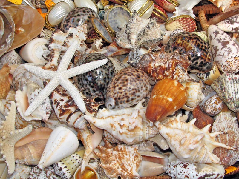 Shells stock image. Image of vacation, seashell, mollusc - 58066081