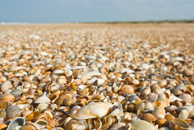 Shells on a sea coast stock photo. Image of warmth, landscape - 14717712