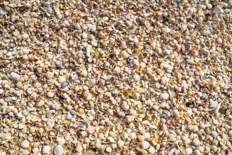 Shells on the Sea Coast after the Storm, Background Stock Photo - Image ...