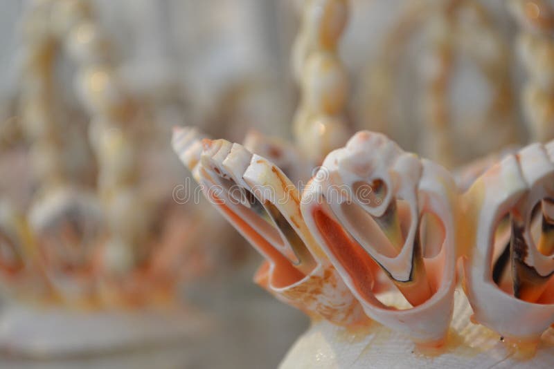 Shells stock image. Image of ocean, princess, crown, mermaid - 89665695