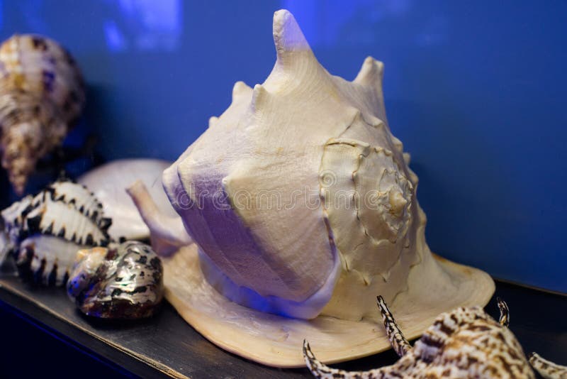 Shells of Sea Crustacean in the Museum. Stock Image - Image of nautilus ...