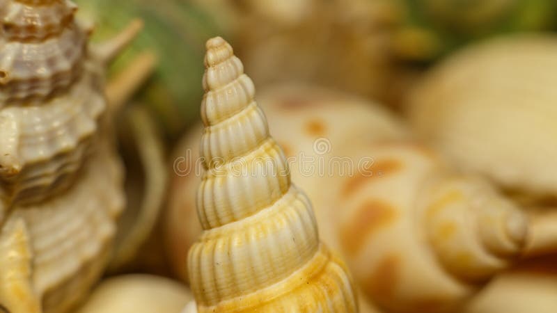 Shells. stock image. Image of emerald, natural, close - 49174685