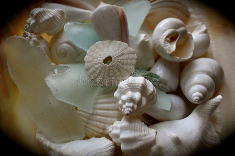 Multishells Stock Photos - Free & Royalty-Free Stock Photos from Dreamstime