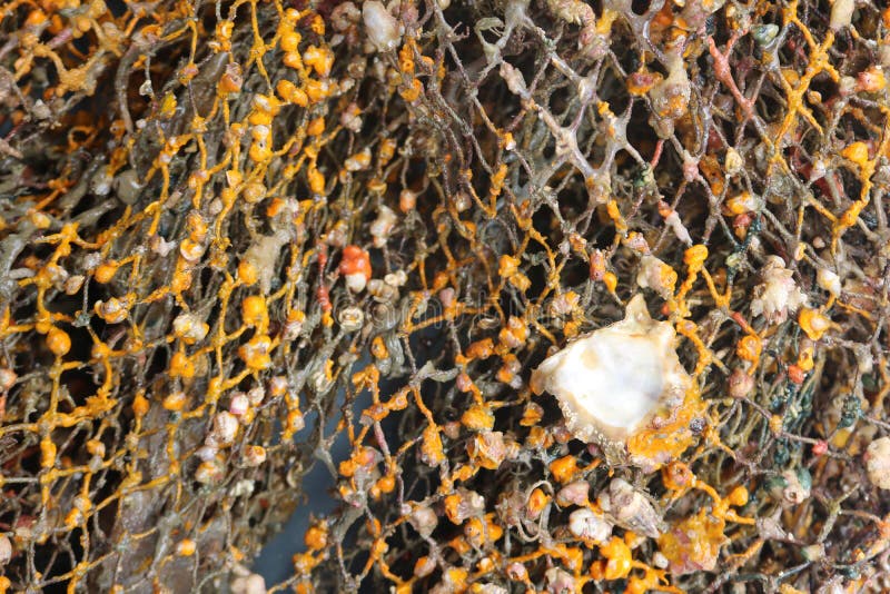 Shells and Sea Life with the Net. Stock Photo - Image of closeup ...