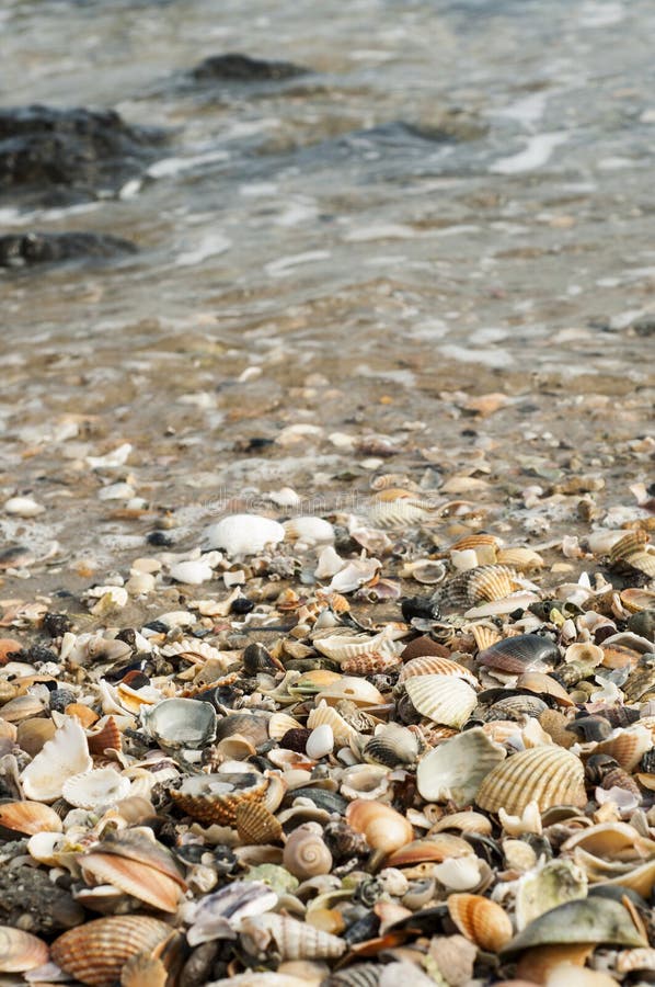 Shells at the Sea Line on a Beach. Stock Photo - Image of agde, ocean ...