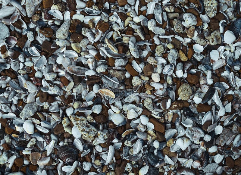 Shells and sea pebbles stock image. Image of natural - 189885867