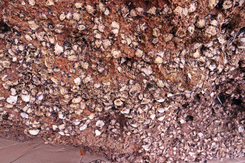 Shells on Sea Rocks, Nature Pattern on Seaside Stock Photo - Image of ...