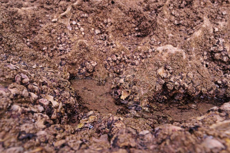 Shells on Sea Rocks, Nature Pattern on Seaside Stock Photo - Image of ...