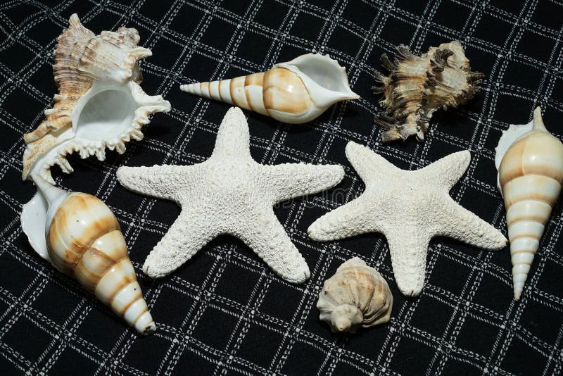 Shells stock photo. Image of collection, decoration, shell - 68336456