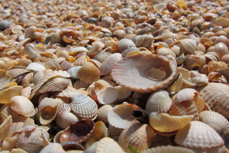 Shells stock image. Image of summer, shore, covered, inside - 54476639