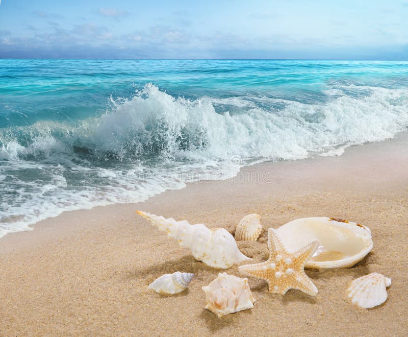 The shells on sea shore. stock image. Image of pacific - 66414121