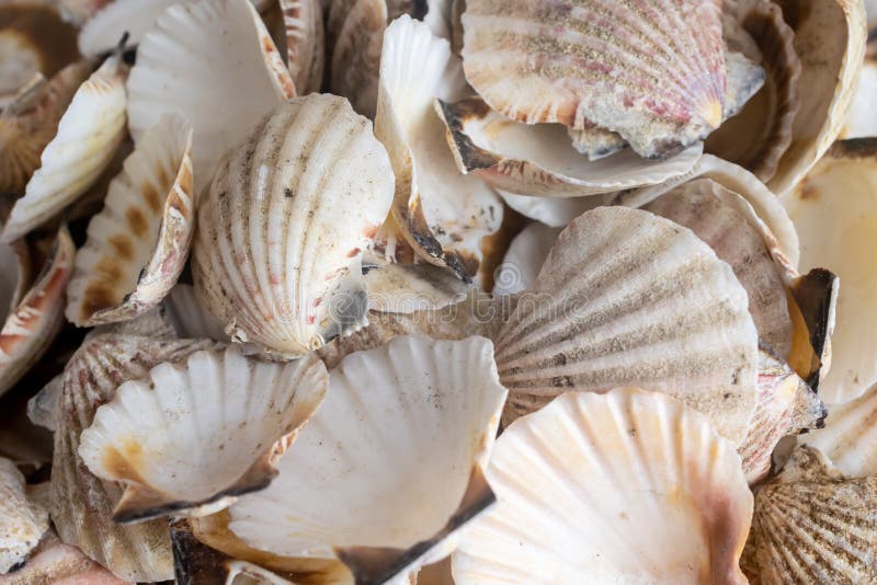 Snails texture. stock photo. Image of shell, rare, shot - 30543758