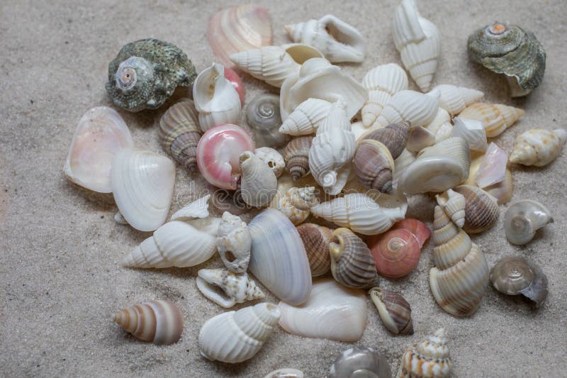 Shells and sea snails stock photo. Image of oyster, closeup - 276897646