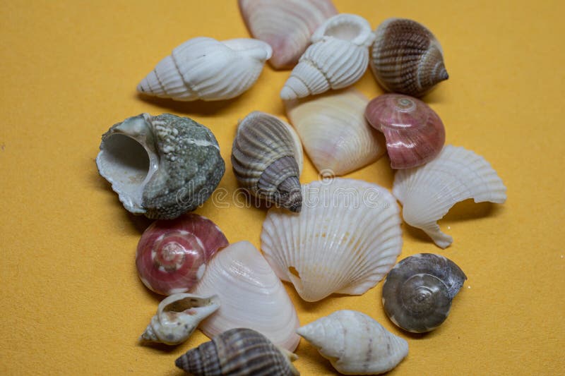 Shells and sea snails stock image. Image of beach, layout - 276897699