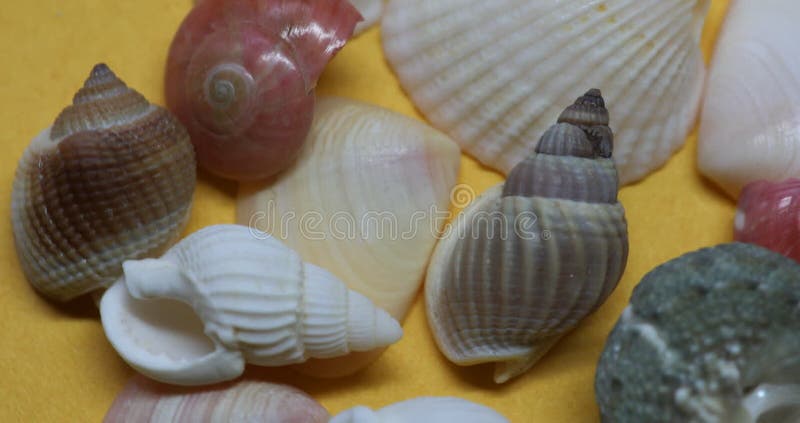 Shells and sea snails stock video. Video of decoration - 270583267
