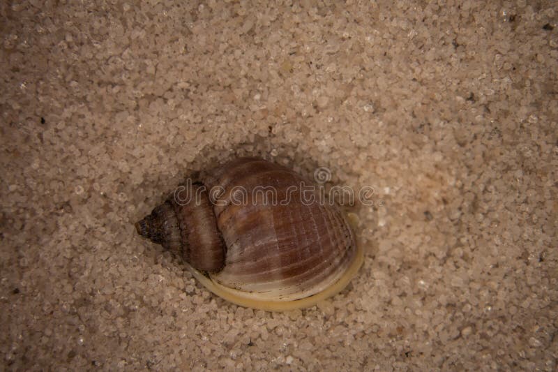 Shells and sea snails stock photo. Image of natural - 276896192