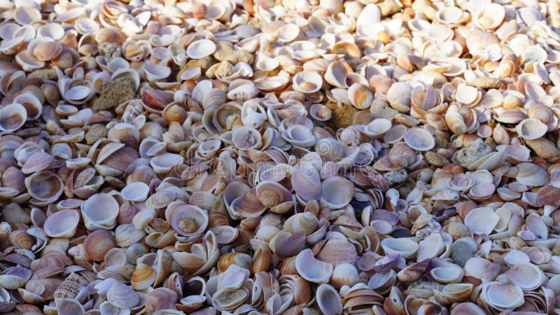 Shells of Sea Snails White and Crimson Colors. Mediterranean Coast ...