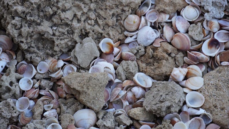 Shells of Sea Snails White and Crimson Colors. Mediterranean Coast ...