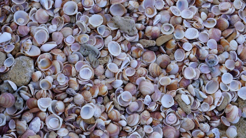 Shells of Sea Snails White and Crimson Colors. Mediterranean Coast ...