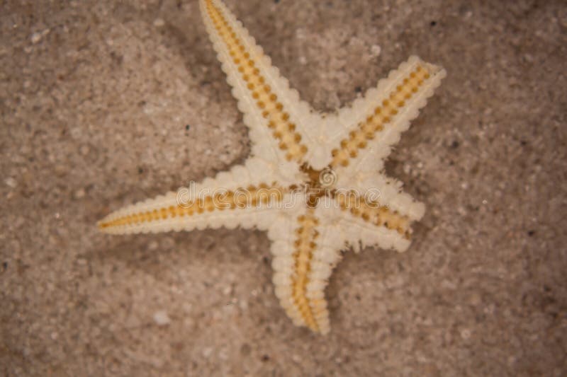 Shells and sea star stock image. Image of shellfish - 276896191