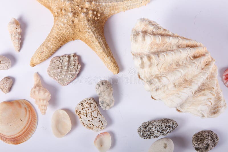 Shells and sea star stock image. Image of open, hand - 106481259