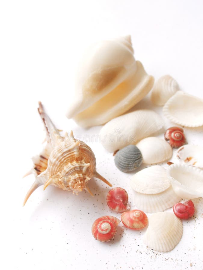 Shells - sea still life stock photo. Image of composition - 5184040