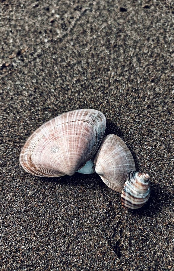 Shells sea water stock photo. Image of arthropod, sand - 254314114
