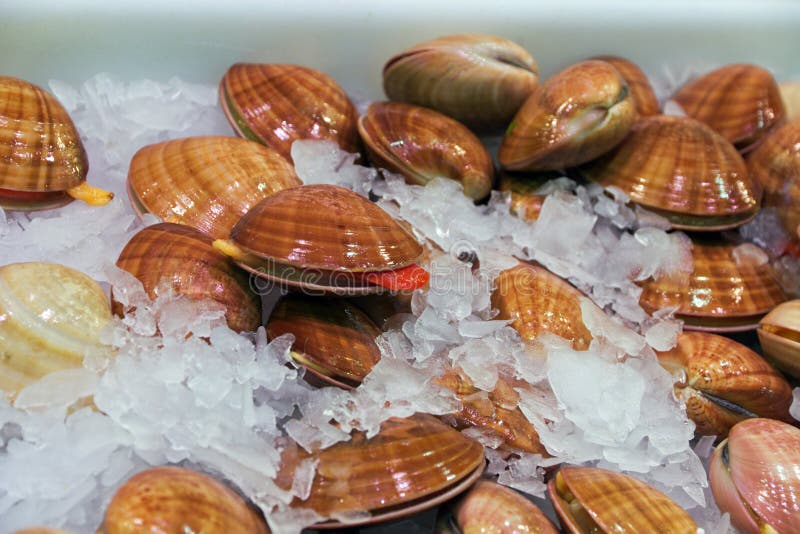 Shells seafood stock image. Image of delicious, salad - 34801735