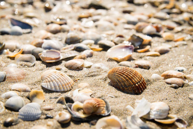Shells on the seashore. stock image. Image of coastline - 77576887