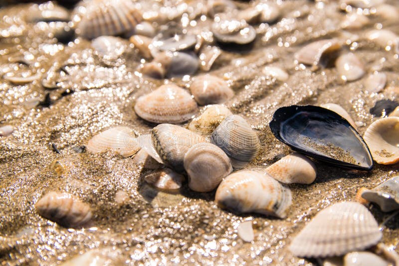 Shells on the seashore. stock image. Image of marine - 84089183