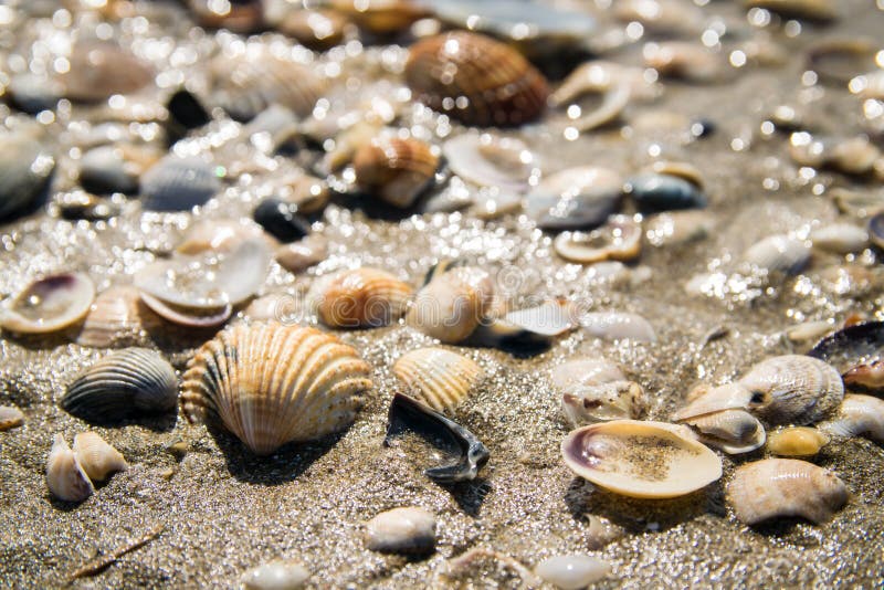 Shells on the seashore. stock image. Image of sand, coastline - 85064521