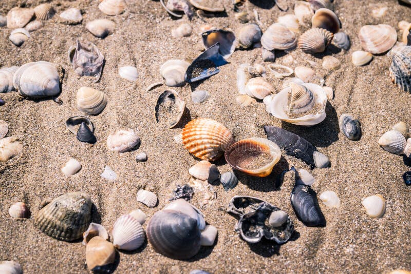 Shells on the seashore. stock image. Image of macro, water - 93229573