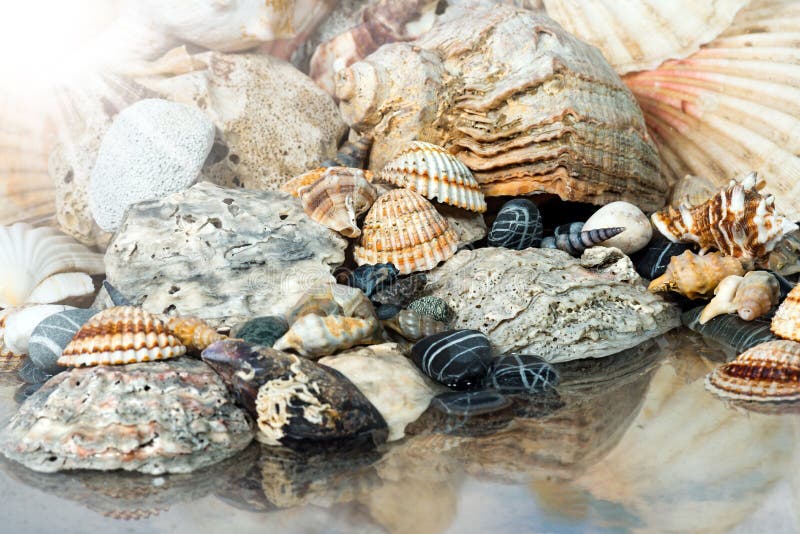 Shells on the Seashore stock image. Image of pebbles - 72431315