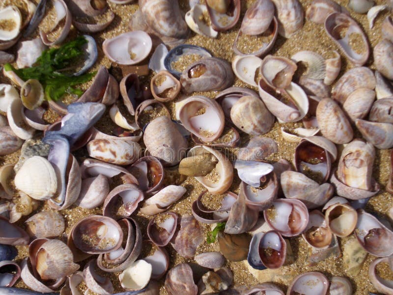 Jumble Shells Seashore Stock Photos - Free & Royalty-Free Stock Photos ...