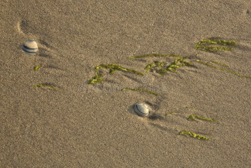 Shells and Seaweed on the Beach Stock Photo - Image of brown, ocean ...