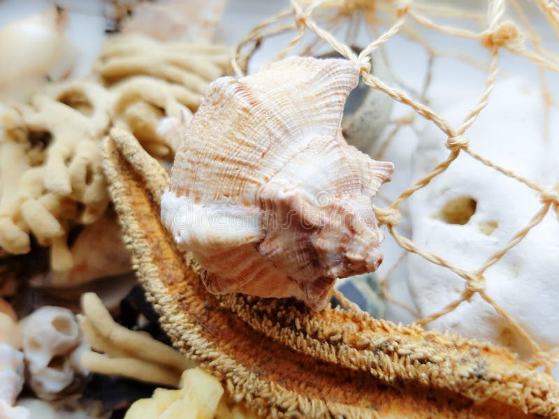 Shells and Seaweed Life on Beach of Pacific Ocean, New Zealand Stock ...