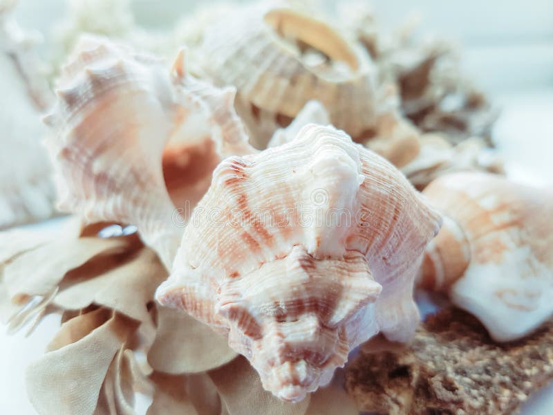 Sea Shells and Seaweed Covering the Beach Stock Photo - Image of people ...