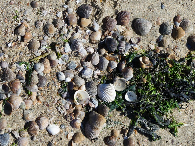 Sea Shells and Seaweed Covering the Beach Stock Photo - Image of people ...