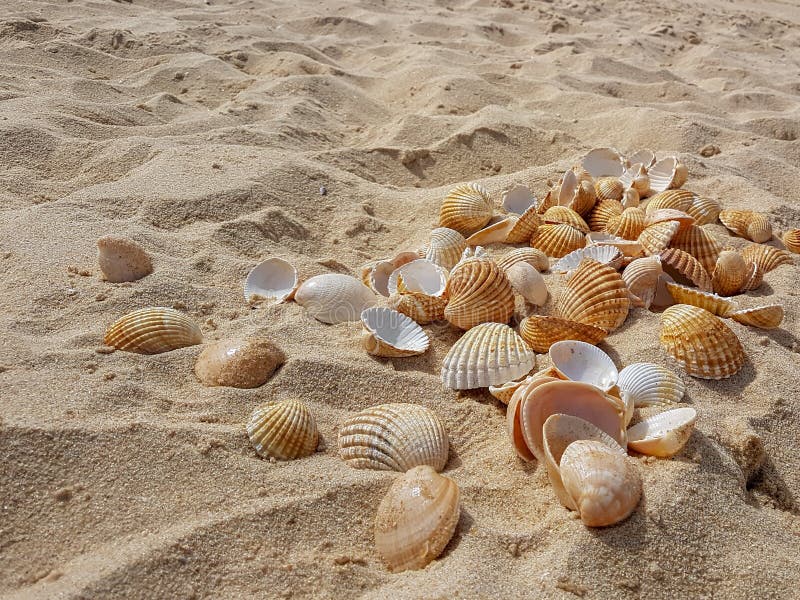 Seeshells stock photo. Image of ocean, sand, destination - 126795954