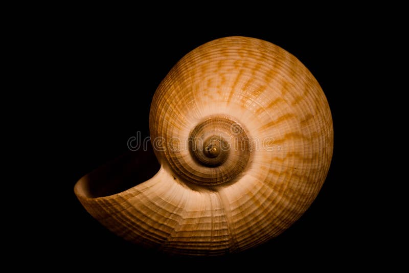 Shells Series Part 6 Still Life Stock Photo - Image of curves, life ...
