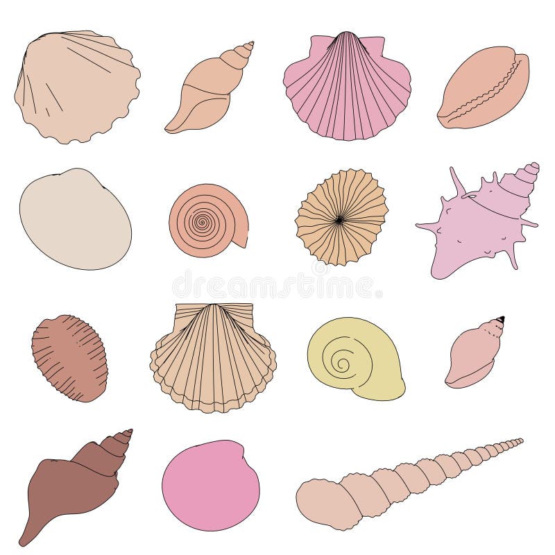 Shells set stock illustration. Illustration of shells - 81900050