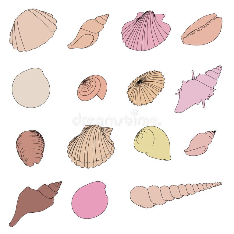 Shells set stock illustration. Illustration of cockle - 82080187