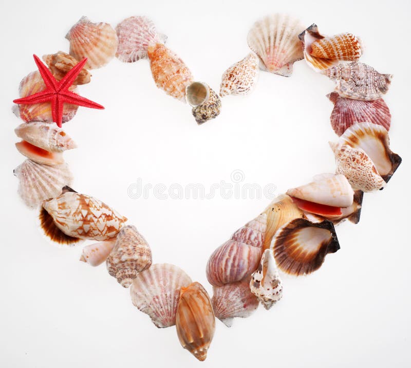 Tropical Frame and Sea Shells Stock Photo - Image of oval, paradise ...