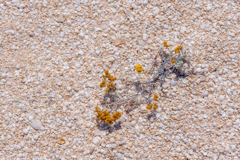 Shells at the Shell Beach in Australia Stock Photo - Image of blue ...