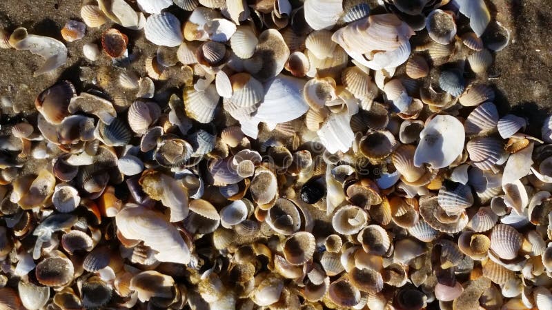 Shells stock image. Image of dirty, seaside, ocean, brown - 184572893